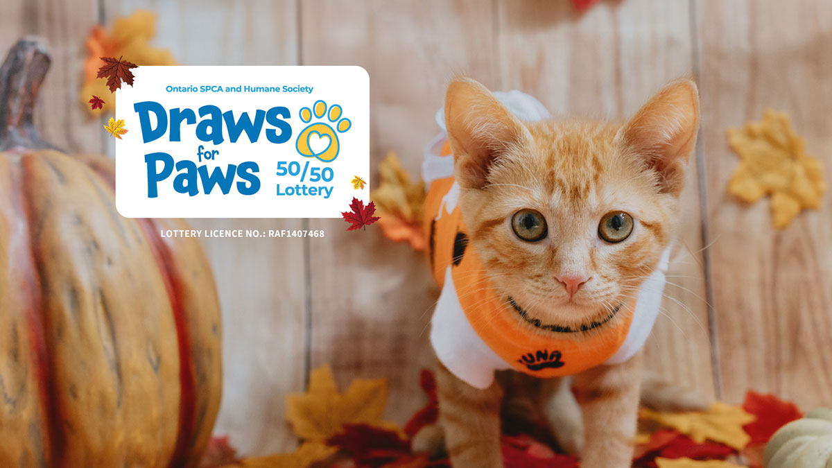 Support Ontario SPCA and Humane Society